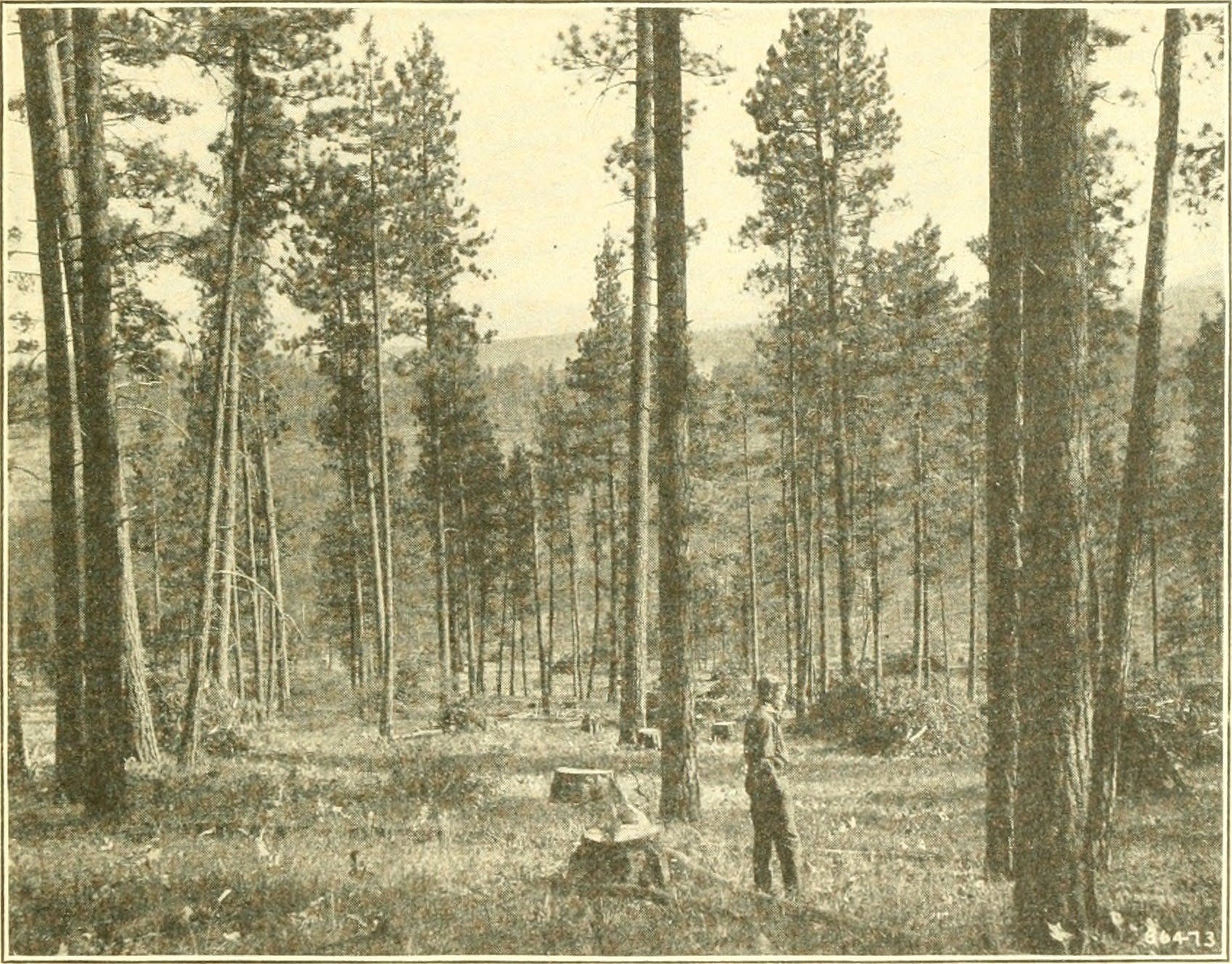 JIGGER JOHNSON - USFS PIONEER – Filson