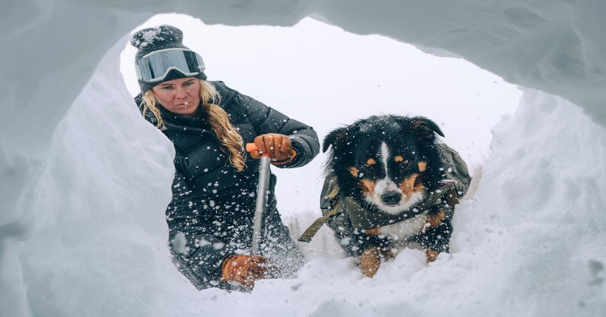 Remarkable Skills of an Avalanche Rescue Dog – Filson