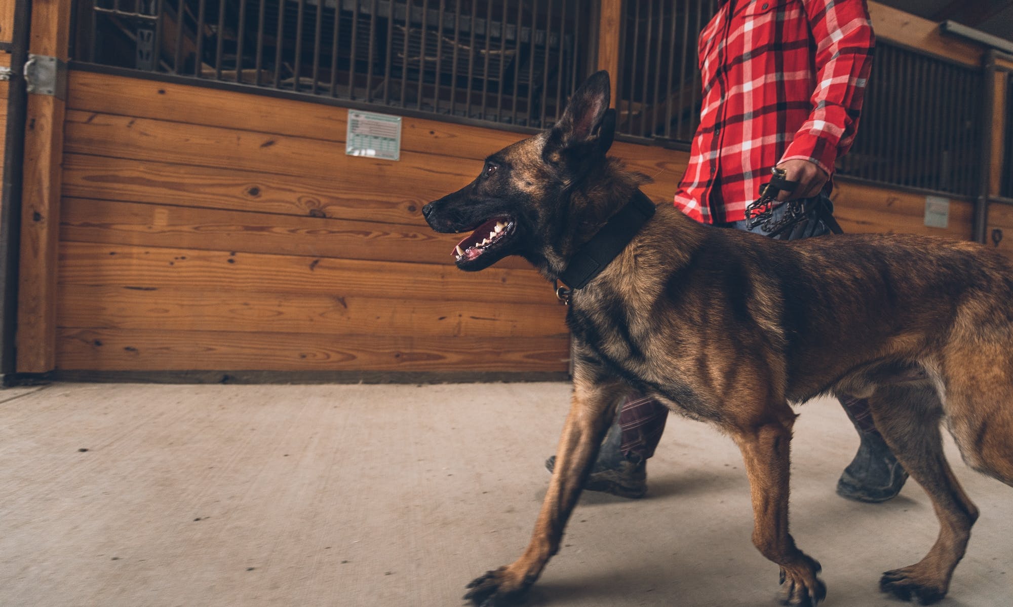 Svalinn: Bred to Love, Trained to Protect – Filson
