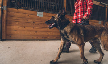 Svalinn: Bred to Love, Trained to Protect – Filson