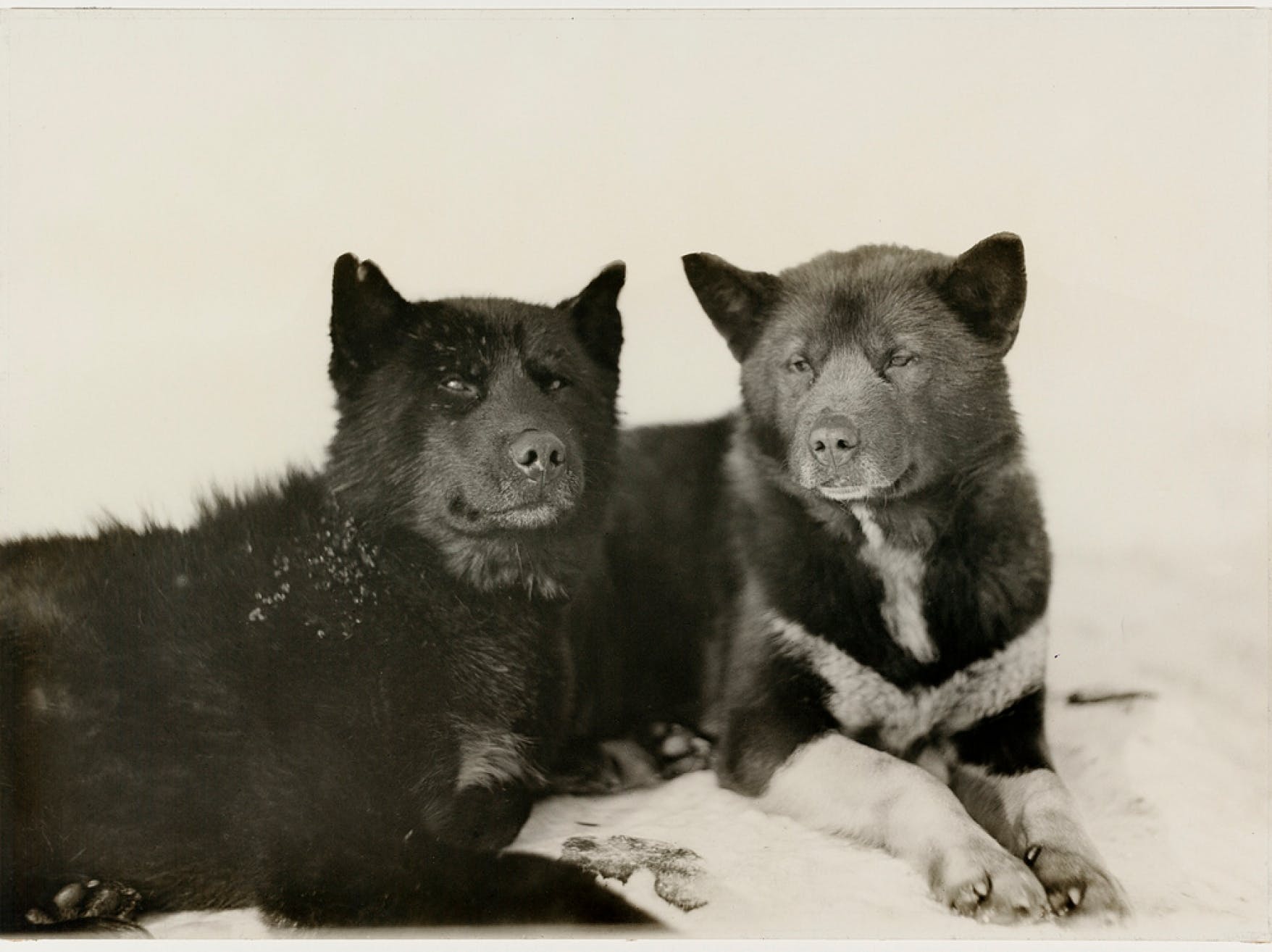 Ode to the Husky, Champion of the Great White North – Filson