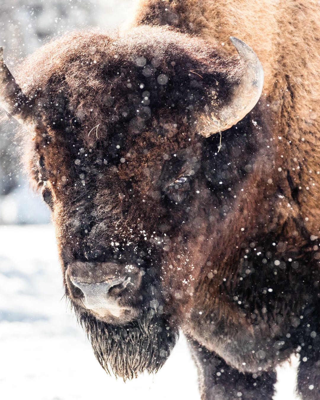 Rebisoning America's West – Filson