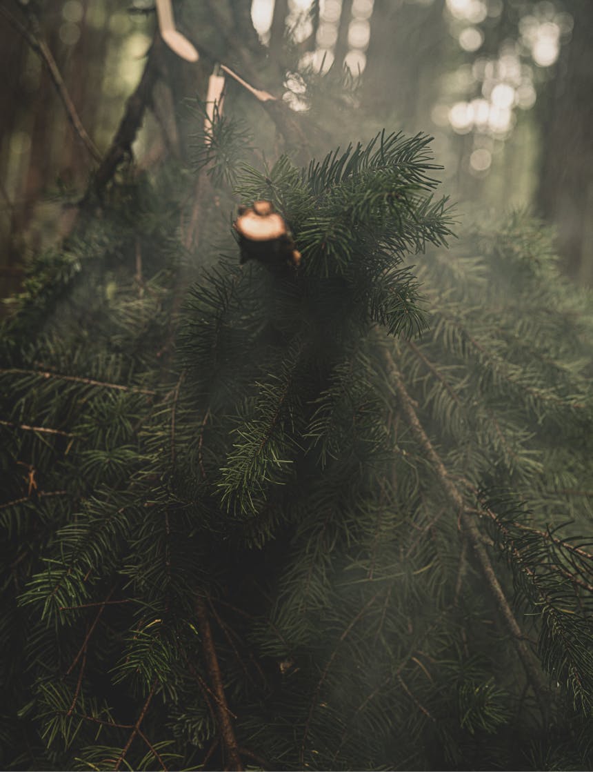 DIY: Campfire Smoked Venison Jerky – Filson